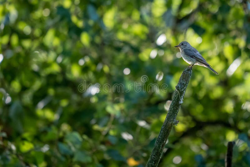 Selective Focus Shot of a Spotted Flycatcher Bird Perched on Tree ...