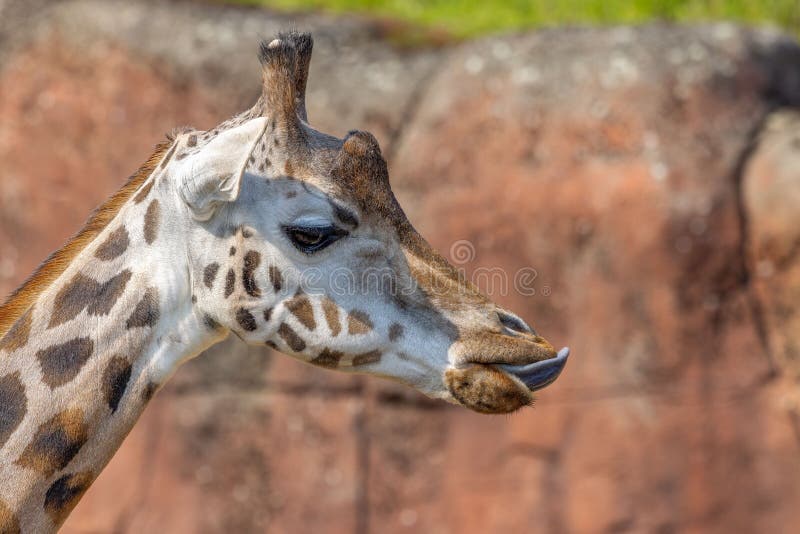 Selective Focus Shot of a Spotted Giraffe with Its Tongue Sticking Out ...