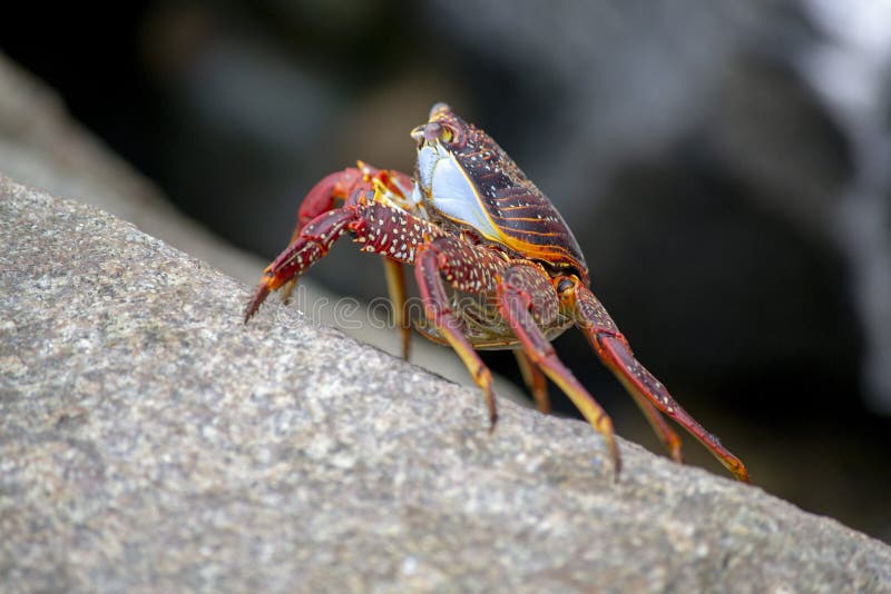 Selective Focus Shot of a Spotted Red Crab on a Stone Stock Photo ...