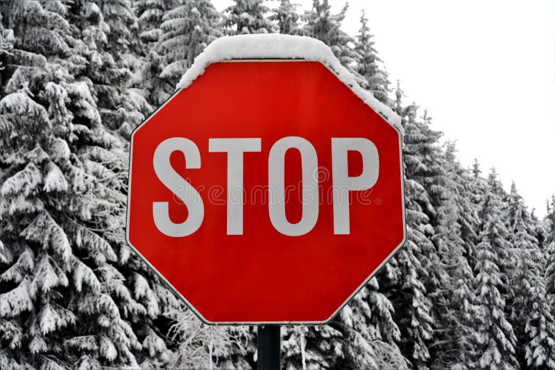 Selective Focus Shot on a Stop Road Sign with Pine Trees Covered with ...