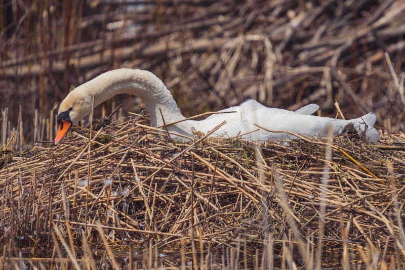 Selective Focus Shot of a Swan Sitting on a Nest Stock Photo - Image of ...