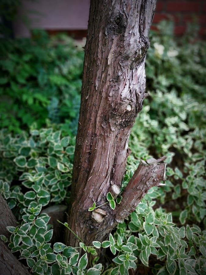 Selective Focus Shot of a Thick Tree Trunk and Some Bushes Grown Around ...