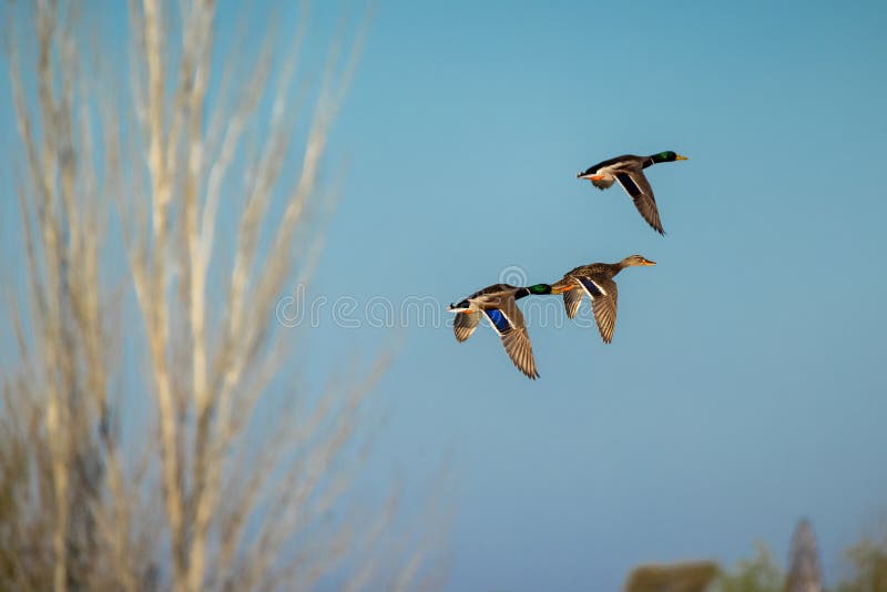 Selective Focus Shot of Three Ducks Flying in the Sky Stock Image ...