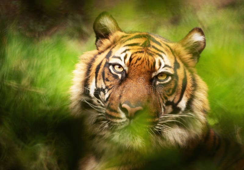 Selective Focus Shot of a Tiger Looking at the Camera Stock Image ...