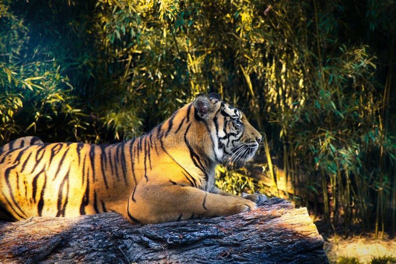 Selective Focus Shot of Tiger at the Zoo Stock Photo - Image of tiger ...