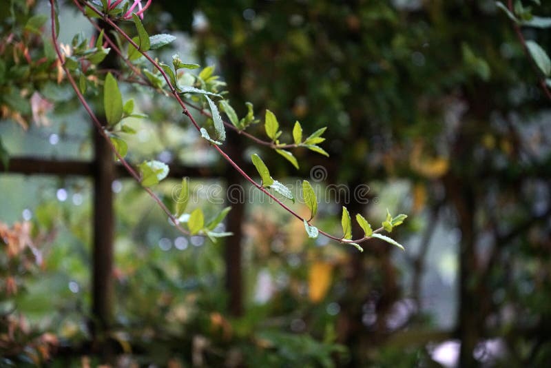 Selective Focus Shot of Tree Branch Stock Image - Image of forest ...