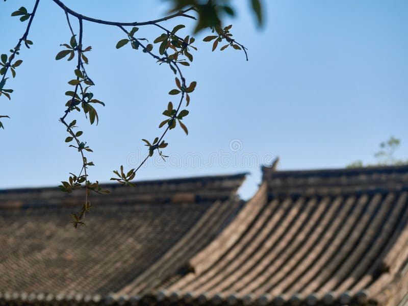 Selective Focus Shot of a Tree Branch Against the Roofs Stock Photo ...