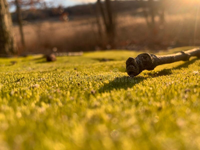 Selective Focus Shot of a Tree Branch Lying on the Grass Stock Photo ...