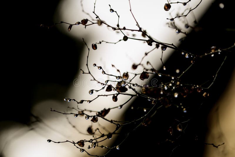 Selective Focus Shot of Tree Branch with Water Drops Stock Photo ...