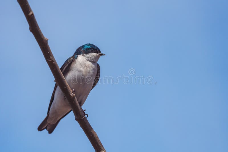 Selective Focus Shot of a Tree Swallow on a Tree Branch Stock Photo ...