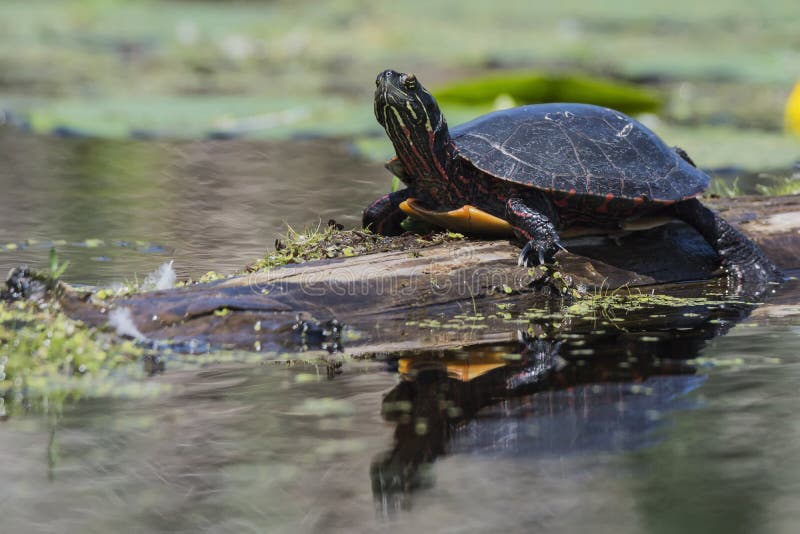 Selective Focus Shot of a Turtle with Black Shell in the Rideau River ...