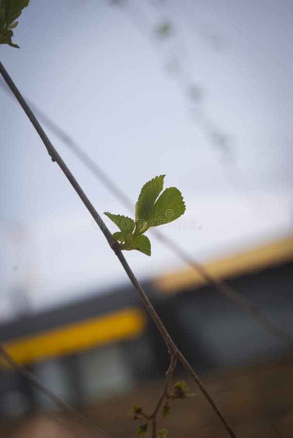 Selective Focus Shot of a Twig with Blooming Sprout Stock Image - Image ...
