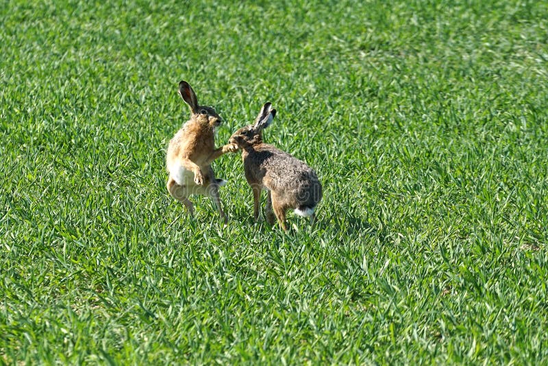 Selective Focus Shot of Two Rabbits in the Field Stock Image - Image of ...