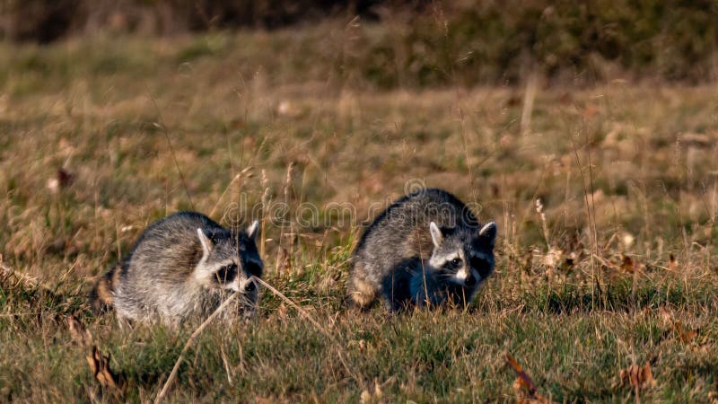 Selective Focus Shot of Two Raccoons (Procyon Lotor) in a Field Stock ...