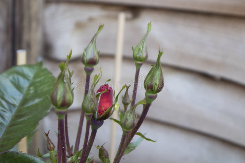 Selective Focus Shot of Unbloomed Red Rose Buds Stock Photo - Image of ...