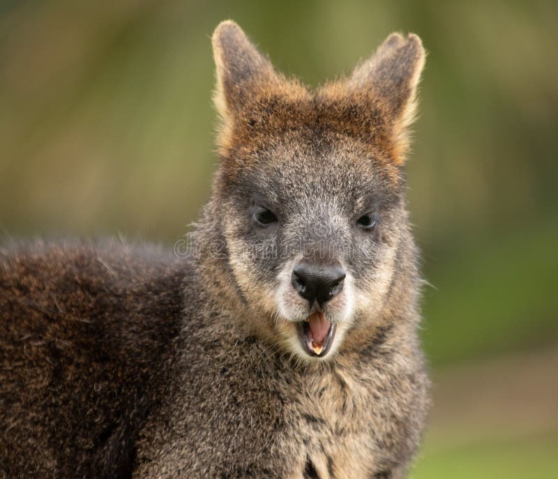 Wallaby with His Mouth Open and Teeth Showing Stock Image - Image of ...