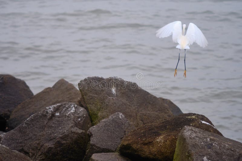 Selective Focus Shot of a Water Bird Flying Over the Ocean Stock Photo ...