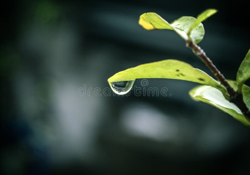 Selective Focus Shot of a Water Drop Hanging from the Tree Leaves Stock ...