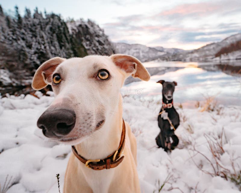 Selective Focus Shot of Whippet Dogs in a Snow Field with Mountains in ...