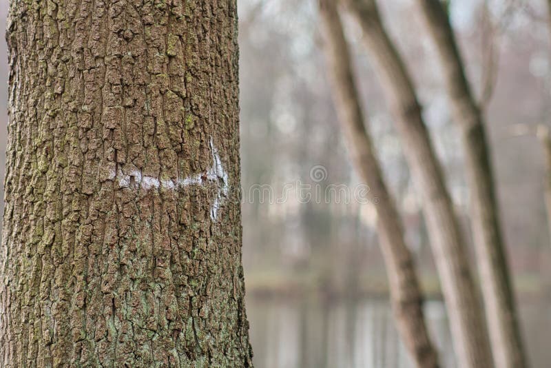 Arrow on the tree stock photo. Image of early, piece - 82553344