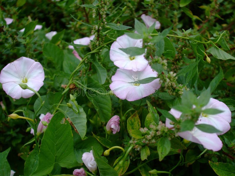 Selective Focus Shot of a White Beach Moonflower Surrounded by Green ...