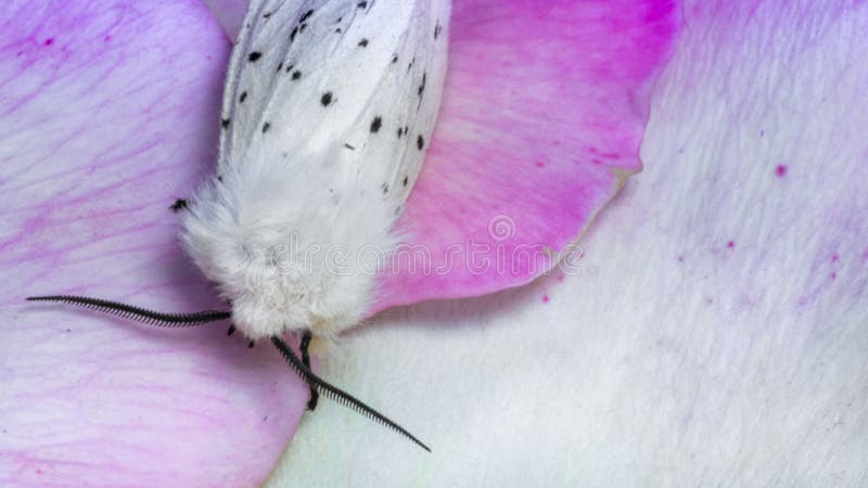 Selective Focus Shot of a White Ermine on Rose Petals Stock Image ...