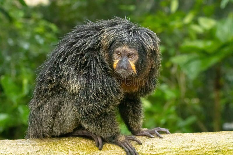 Selective Focus Shot of a White-faced Saki Monkey at Zoo Stock Image ...