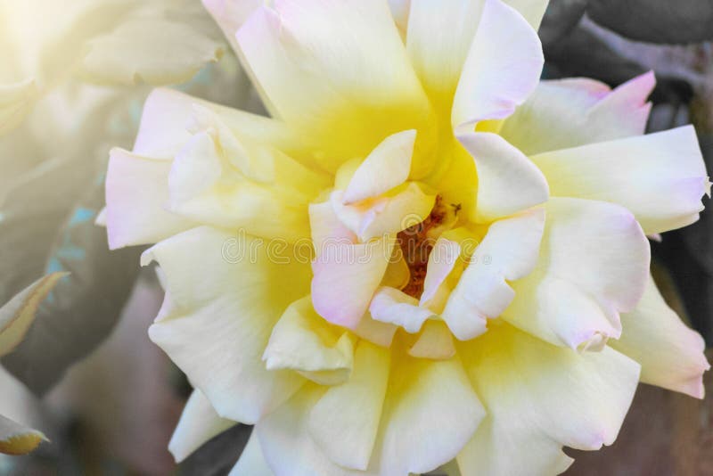 White Floribunda Rose -- Cultivar Iceberg Stock Image - Image of ...