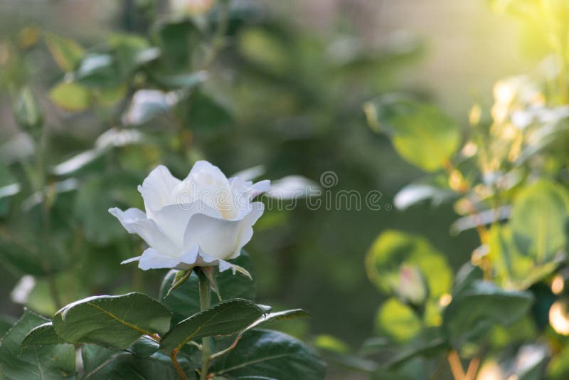 White Floribunda Rose -- Cultivar Iceberg Stock Image - Image of ...