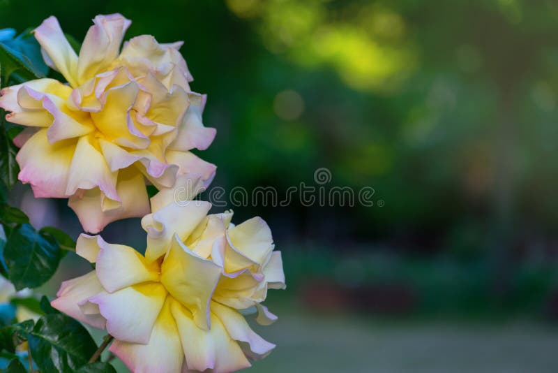 White Floribunda Rose -- Cultivar Iceberg Stock Image - Image of ...