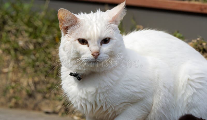 Selective Focus Shot of a White Furry Cat Stock Illustration ...