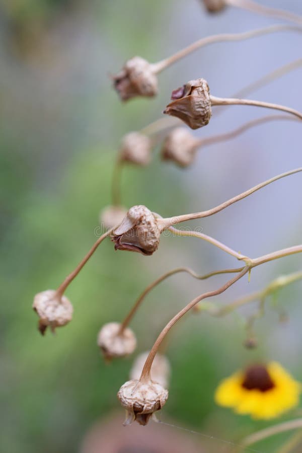 Selective Focus Shot of White Monotropoideae Flowers with Blur ...
