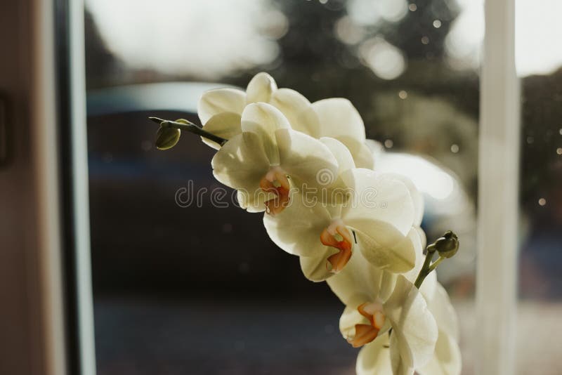 Selective Focus Shot of White Orchids beside a Glass Window Stock Photo ...