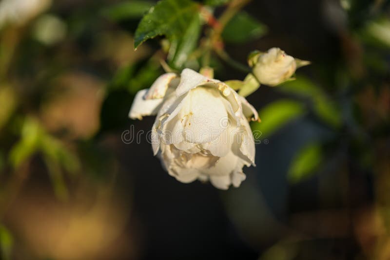 Selective Focus Shot of a White Rose Stock Image - Image of love ...