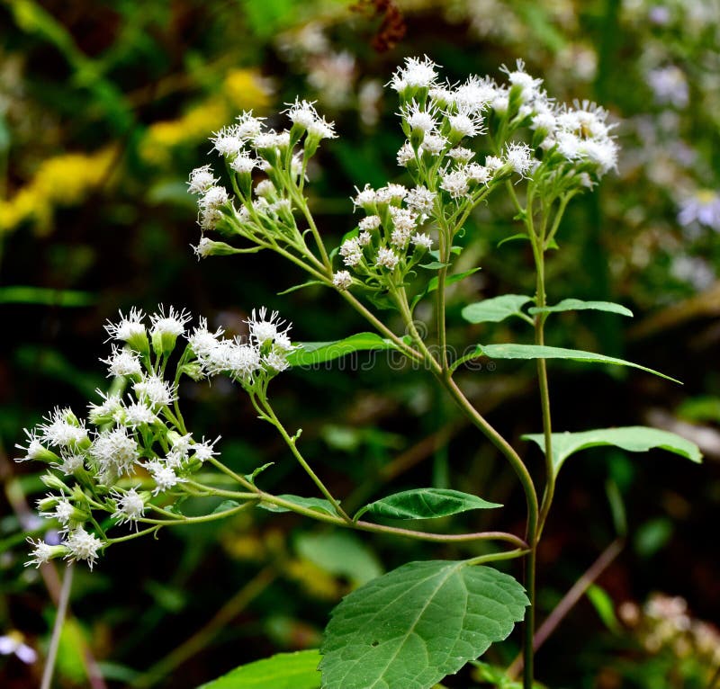 Selective Focus Shot of White Snakeroot (Ageratina Altissima) Stock ...