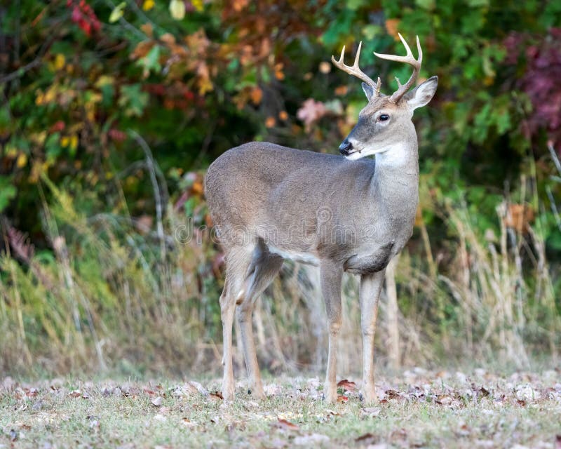 Selective Focus Shot of a White-Tailed Deer (Odocoileus Virginianus) in ...