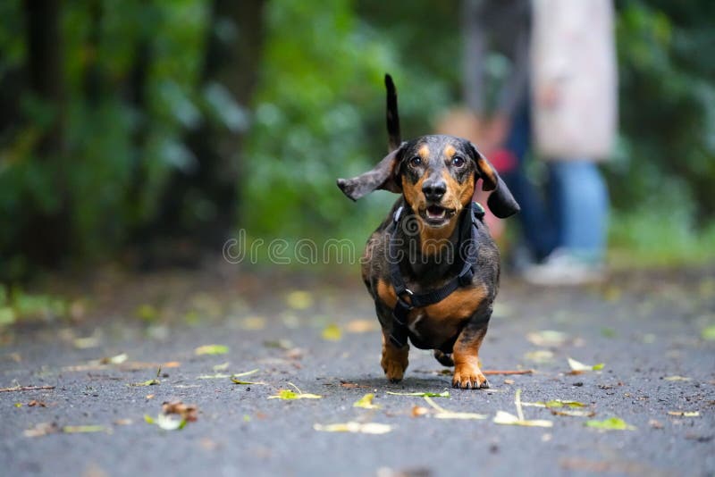 Selective Focus Shot of a Wiener Dog (Dachshund) Running in the Forest ...