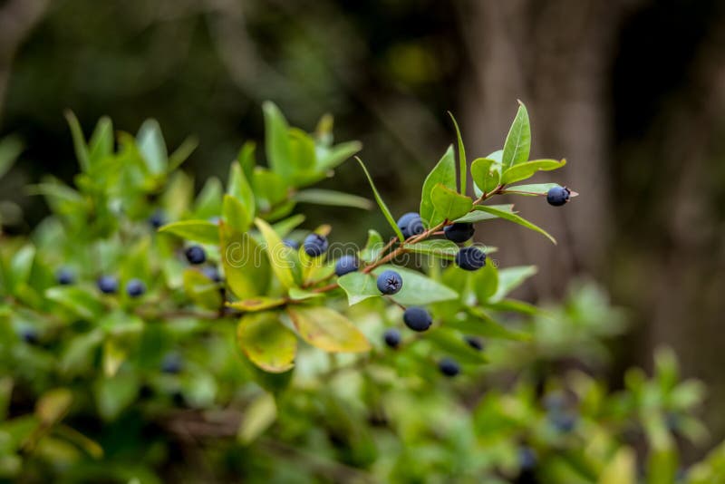 Wild Blueberry in Summer Forest. Stock Photo - Image of juicy, fresh ...