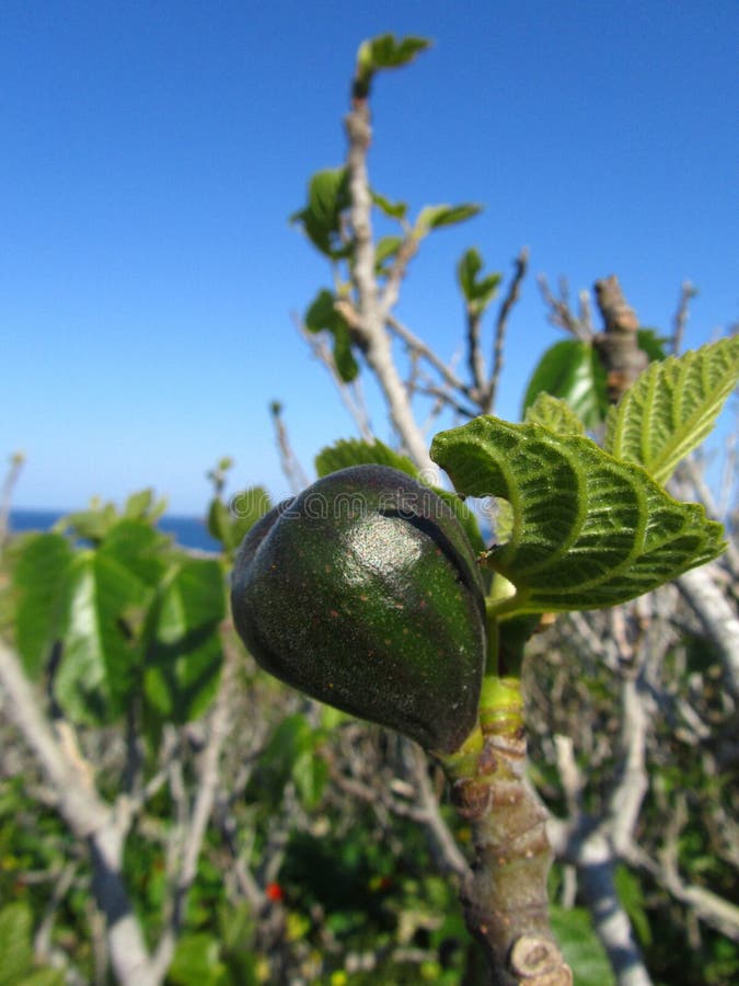 Selective Focus Shot of the Wild Fig Tree with Fruit Under the Sunlight ...