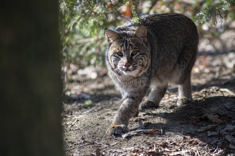 Wildcat Walking Towards the Camera Stock Image - Image of animal ...