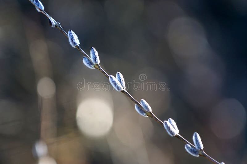 Selective Focus Shot of a Willow Tree Branch with Buds Stock Image ...