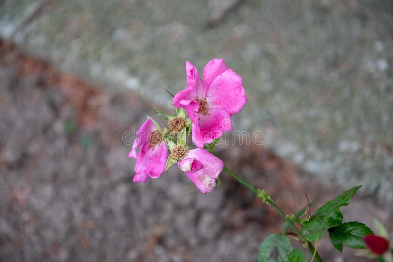 Selective Focus Shot of Wilting Pink Roses Stock Image - Image of wilt ...