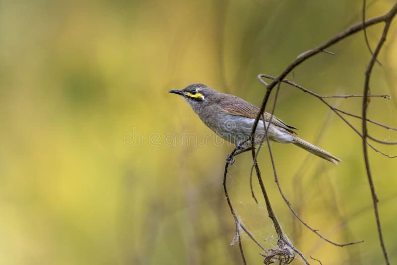 Selective Focus Shot of a Yellow-faced Honeyeater Bird Perched on a ...