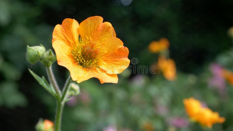 Yellow Geum Flowers Panorama on Blurred Summer Garden or Park ...