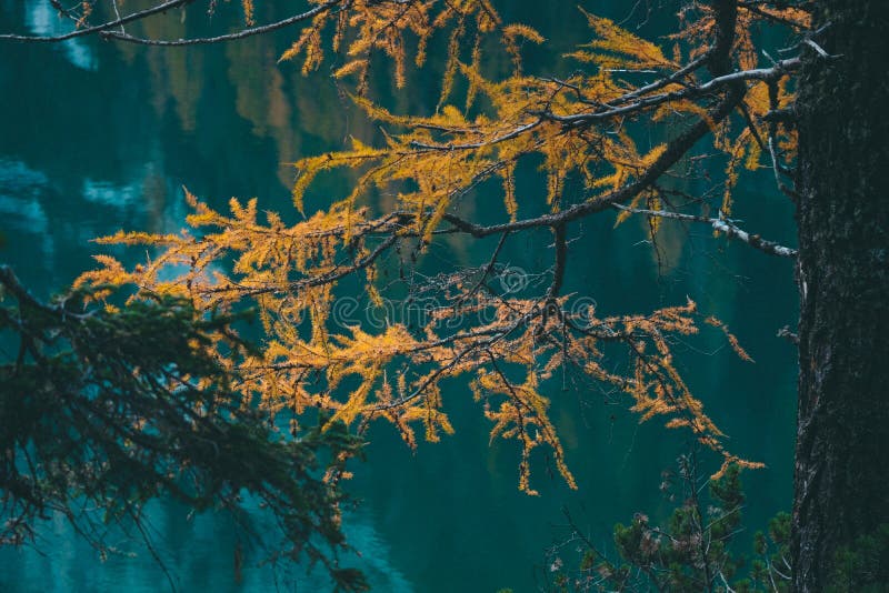 Selective Focus Shot of Yellow Larch Tree Near the Water Stock Photo ...