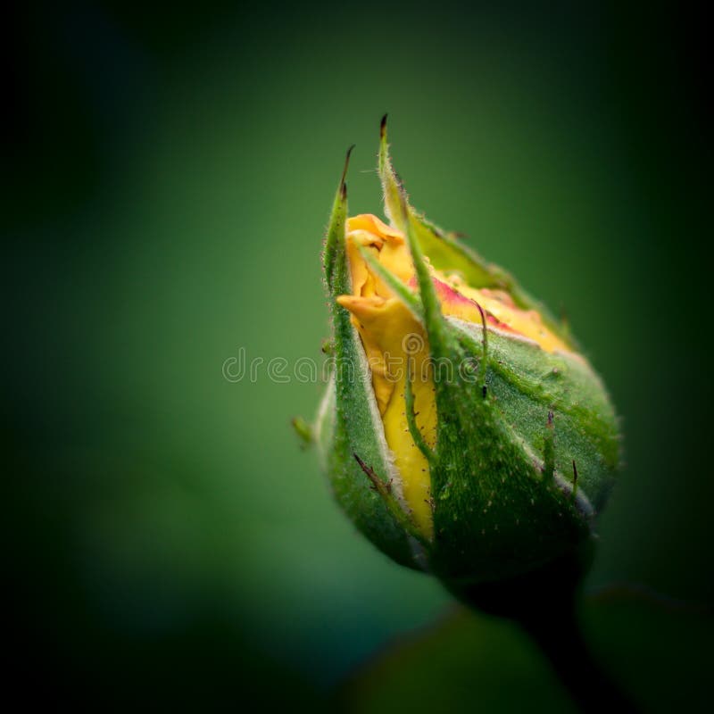 Selective Focus Shot of Yellow Rose Head on a Dark Green Background ...
