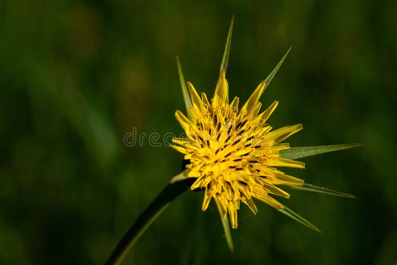 Swallow falls in Snowdonia stock image. Image of swallow - 77602583