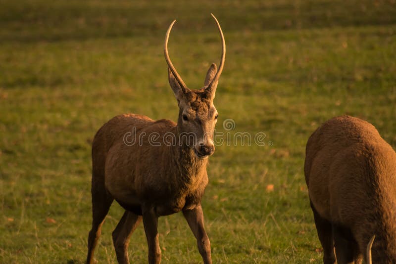 Selective Focus Shot of a Young Deer in a Field with Its Herd Stock ...