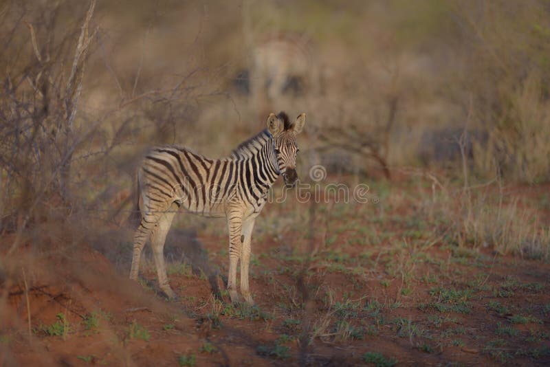 Selective Focus Shot of a Zebra Looking Towards the Camera Stock Photo ...