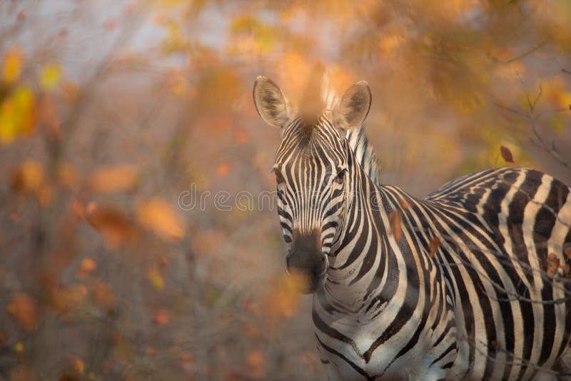 Selective Focus Shot of a Zebra Looking Towards the Camera Stock Image ...
